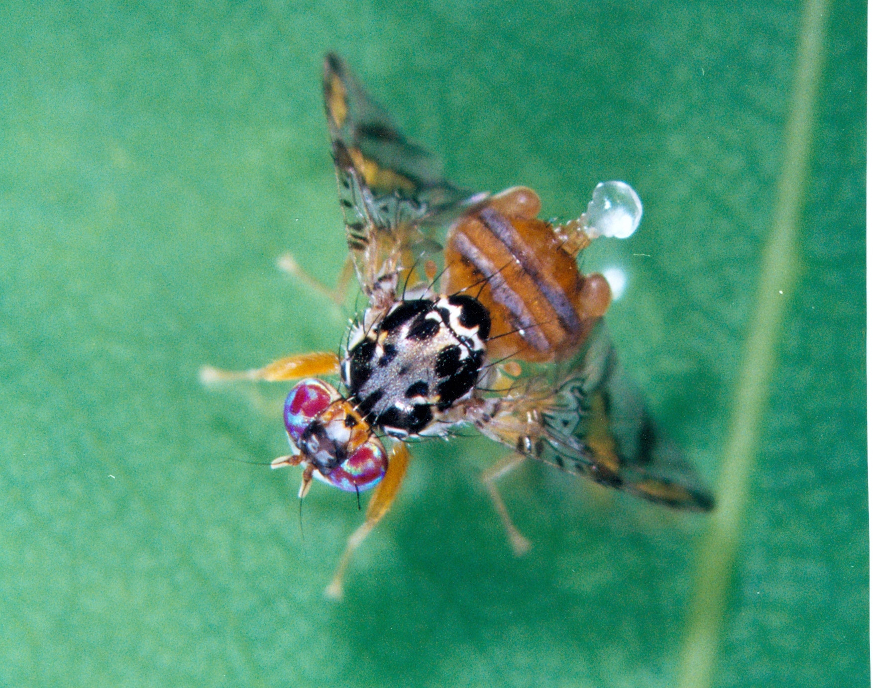Sex Fly Super Sex Photo Green Prophet