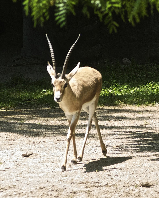 Middle Eastern Animals Contagion—MERS, How A Bat Virus Became A