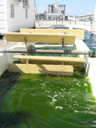 Algae Into Biofuel a "Greener" Story In $10 Million Joint Israeli and ...