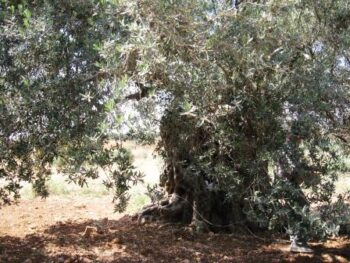 Plant a Tree for Me in Israel With The Jewish National Fund - Green Prophet