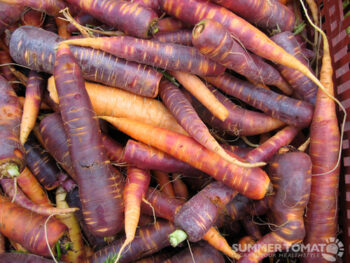 This history of carrots and how they went from purple to orange - Green ...
