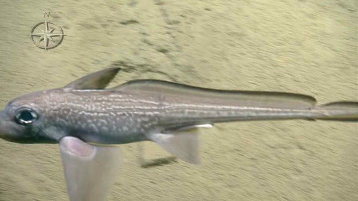 First Images Of Coral Reef Off Tel Aviv's Shore - Green Prophet