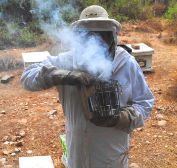 I visit beehives and get swarmed - Green Prophet