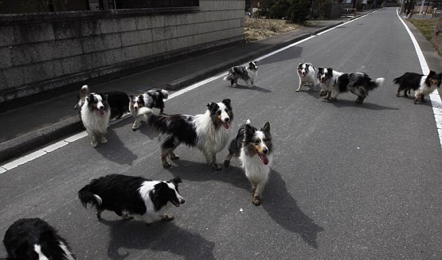Japanese Risk All to Save Nuclear Zone Strays - Green Prophet