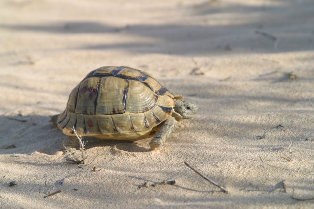 Egyptian Tortoise – Green Prophet | Impact News for the Middle East