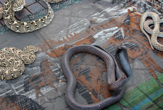 Making Cobras Swoon Is Not So Charming in Marrakech - Green Prophet