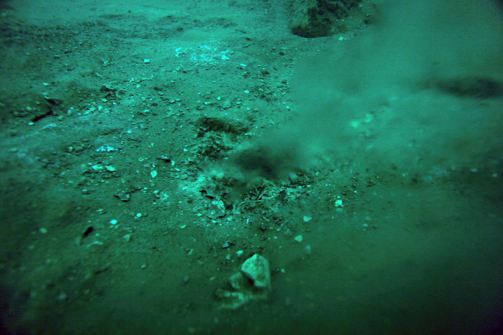 New Life Found In Dead Sea! (Amazing Photos) - Green Prophet