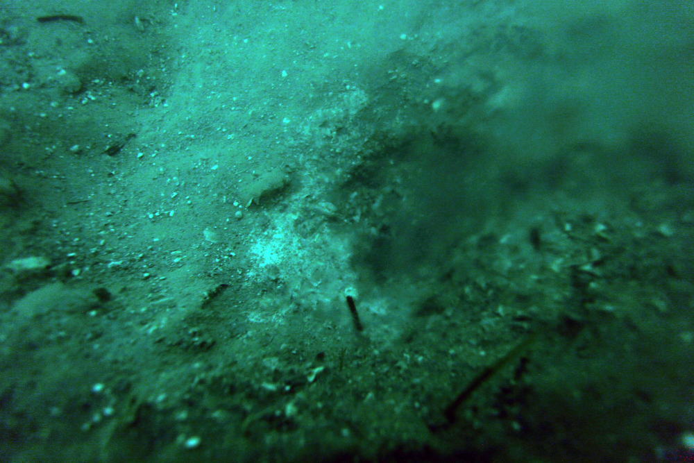 New Life Found In Dead Sea! (Amazing Photos) - Green Prophet