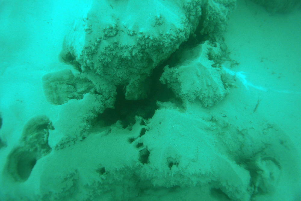 New Life Found In Dead Sea! (Amazing Photos) - Green Prophet