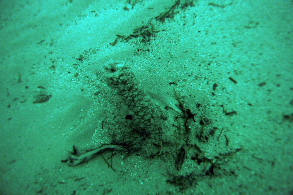 New Life Found In Dead Sea! (Amazing Photos) - Green Prophet