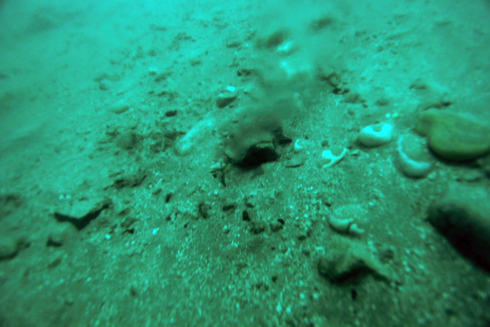 New Life Found In Dead Sea! (Amazing Photos) - Green Prophet