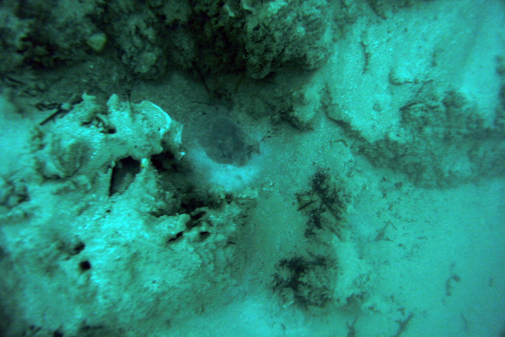 New Life Found In Dead Sea! (Amazing Photos) - Green Prophet