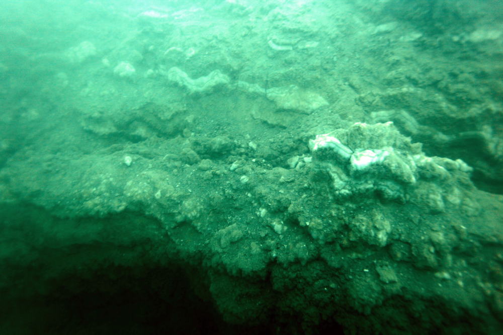 New Life Found In Dead Sea! (Amazing Photos) - Green Prophet