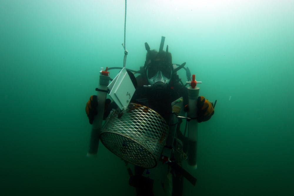 New Life Found In Dead Sea! (Amazing Photos) - Green Prophet