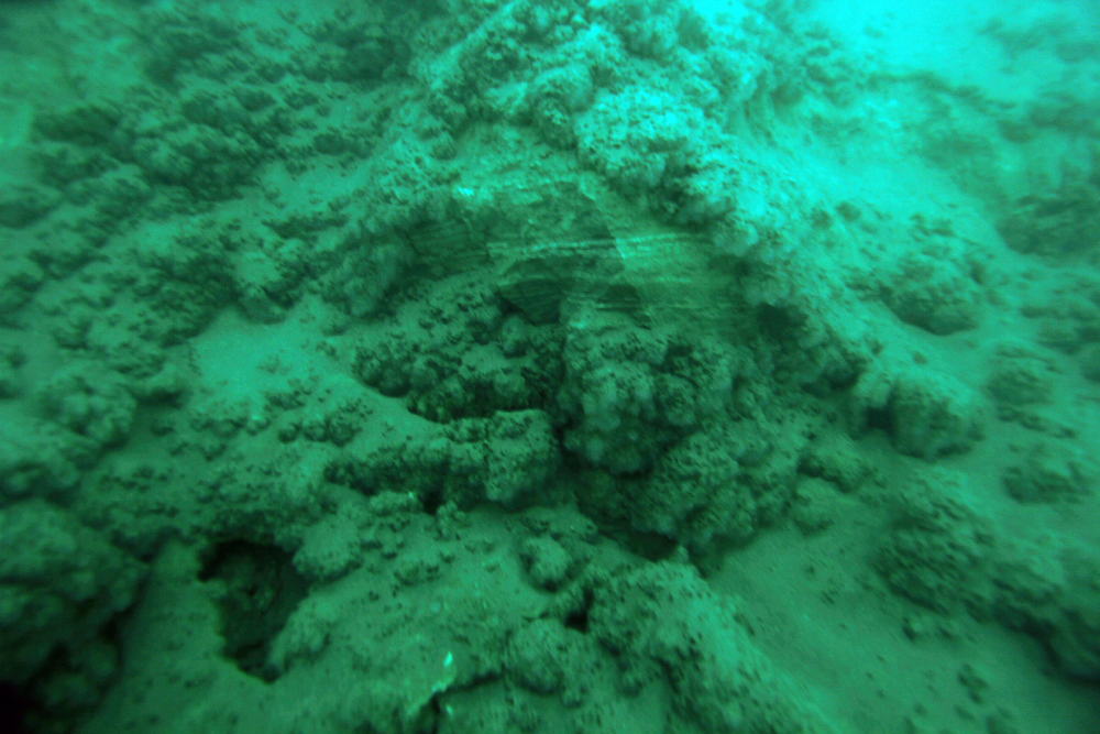 New Life Found In Dead Sea! (Amazing Photos) - Green Prophet