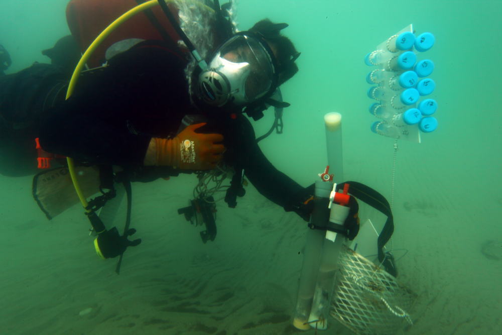 New Life Found In Dead Sea! (Amazing Photos) - Green Prophet