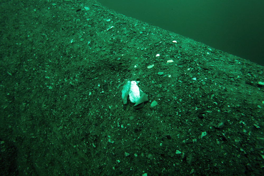 New Life Found In Dead Sea! (Amazing Photos) - Green Prophet