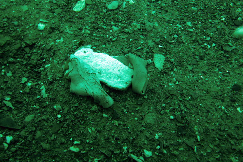 New Life Found In Dead Sea! (Amazing Photos) - Green Prophet