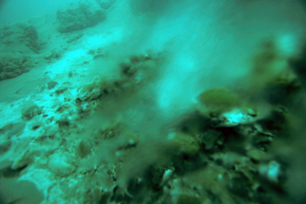 New Life Found In Dead Sea! (Amazing Photos) - Green Prophet