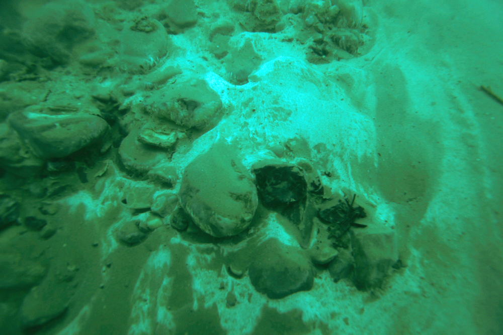 New Life Found In Dead Sea! (Amazing Photos) - Green Prophet