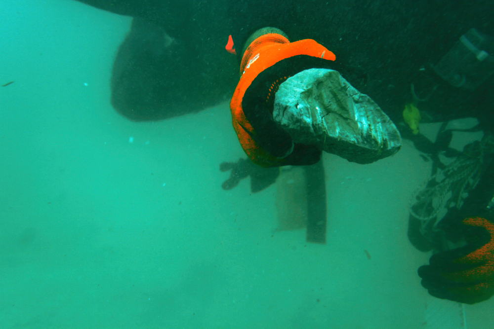 New Life Found In Dead Sea! (Amazing Photos) - Green Prophet