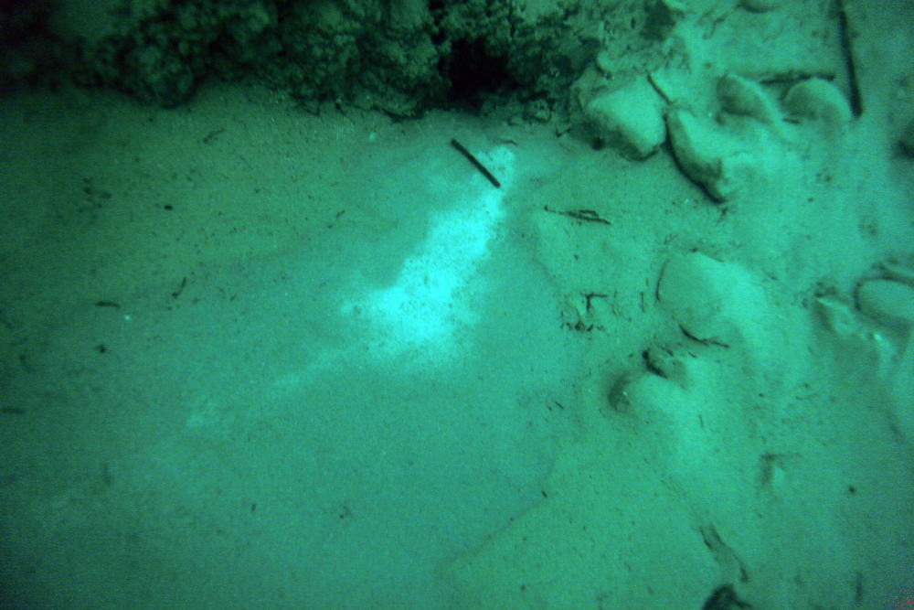 New Life Found In Dead Sea! (Amazing Photos) - Green Prophet