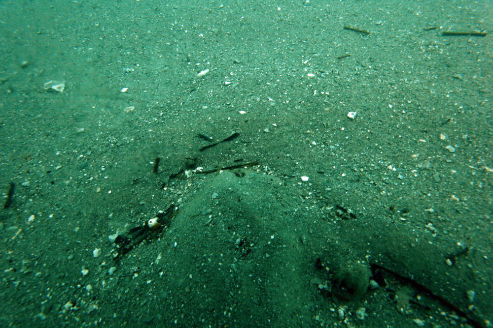 New Life Found In Dead Sea! (Amazing Photos) - Green Prophet