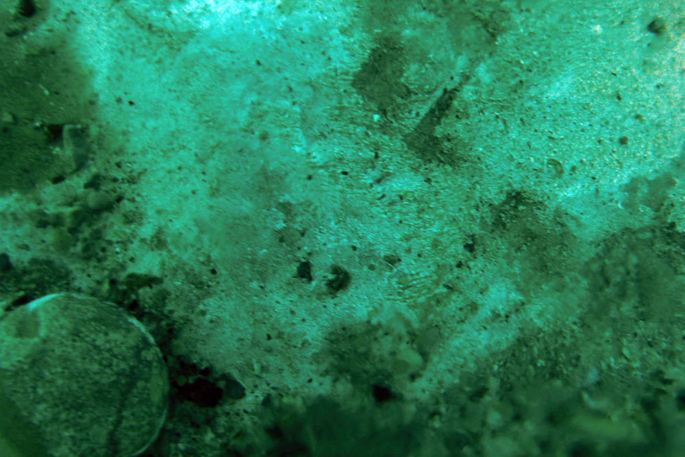 New Life Found In Dead Sea! (Amazing Photos) - Green Prophet