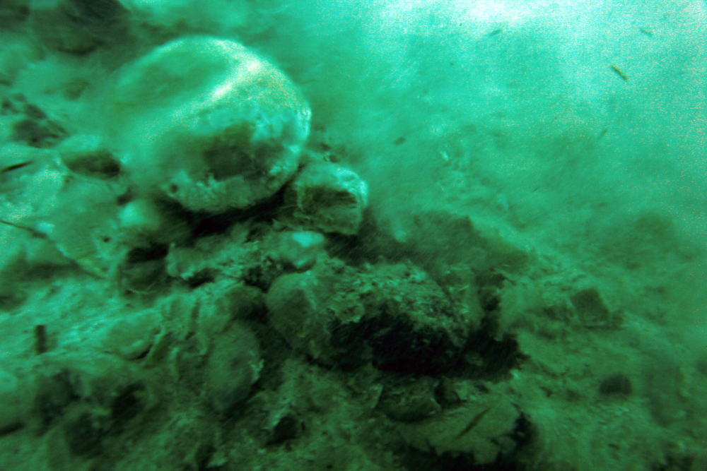 New Life Found In Dead Sea! (Amazing Photos) - Green Prophet