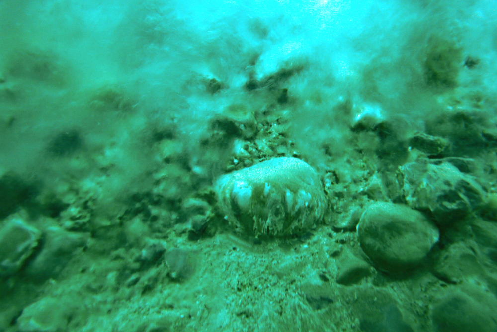 New Life Found In Dead Sea! (Amazing Photos) - Green Prophet