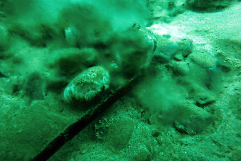 New Life Found In Dead Sea! (Amazing Photos) - Green Prophet