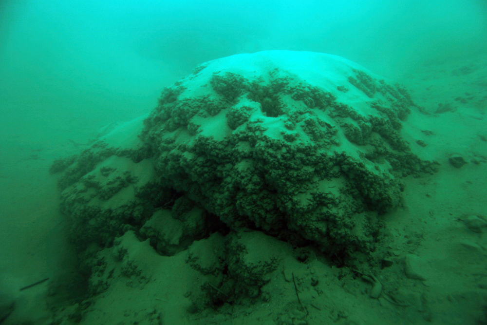 New Life Found In Dead Sea! (Amazing Photos) - Green Prophet