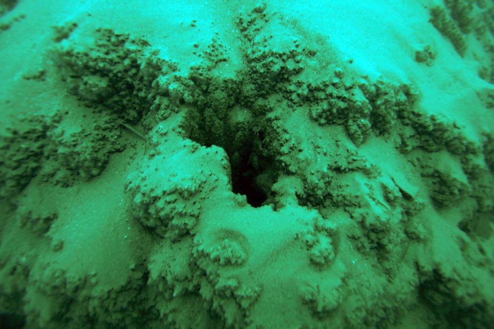 New Life Found In Dead Sea! (Amazing Photos) - Green Prophet