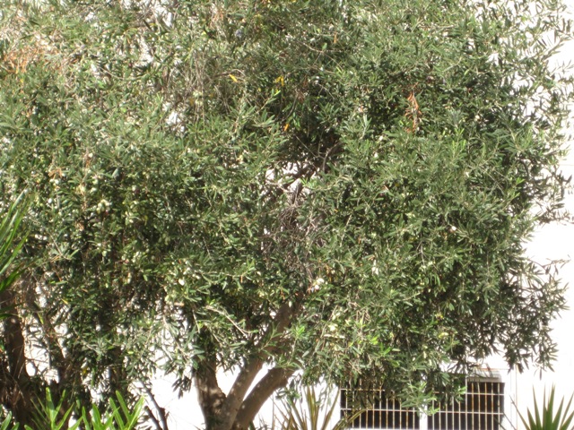 Preserving olives the natural, fermented way - Green Prophet