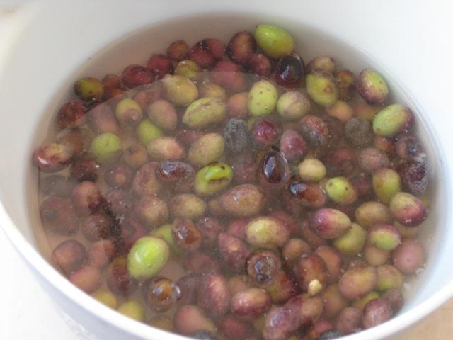 Preserving olives the natural, fermented way - Green Prophet