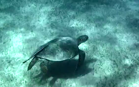 Swiss Scientist Films 3-Legged Turtle in Egypt - Green Prophet