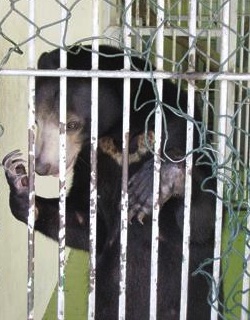 Caged Bear in Saudi Arabia Needs Rescuing - Green Prophet
