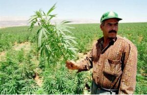 Hashish Field Wars Between Soldiers and Lebanon's Locals - Green Prophet