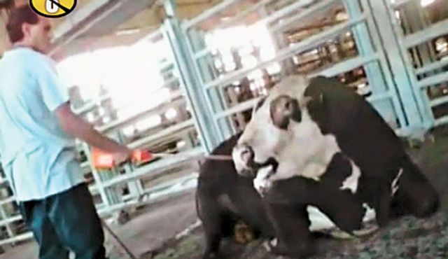 Israel's Animal Abuse Story in Tnuva Meat Plant Causes Furor - Green ...