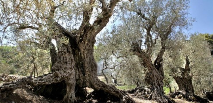 Olive oil | Green Prophet | Impact News for the Middle East