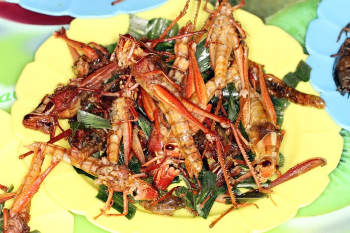Cooking Locusts - A Recipe From Moshe Basson's Kitchen - Green Prophet
