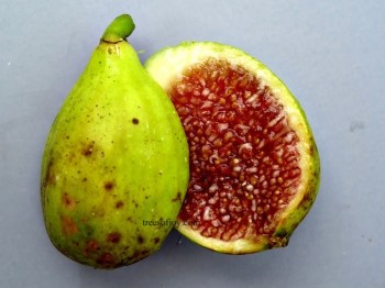 Know your fig varieties from Syria, Lebanon and Iran - Green Prophet
