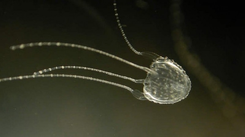 Venomous Irukandji Jellyfish Kills Eco Bloggers - Green Prophet