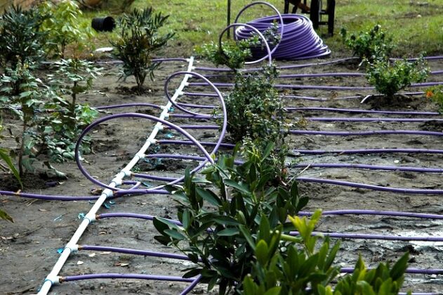 Drip irrigation systems: the history, the benefits and the problems ...