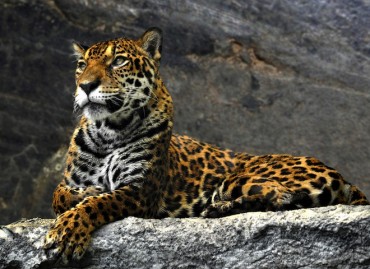 5,000-Year-Old Leopard Trap Discovered in Israel's Negev Desert | Green ...