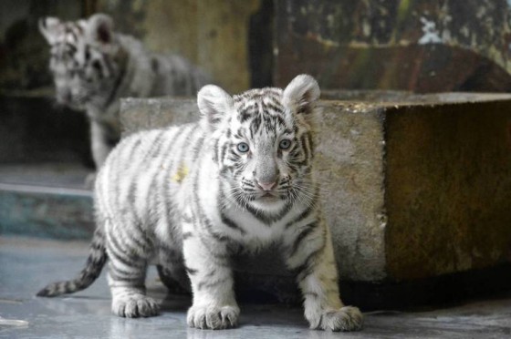 Tigers and Other Exotic Pets Pose Problems ums in the UAE | Green Prophet