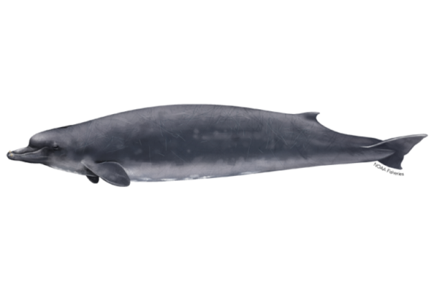 Rare whale species spotted for the first time - Green Prophet