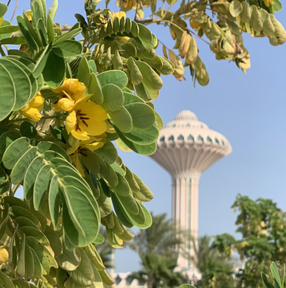 Saudi Arabia digitizes 100,000 trees in new online tree library - Green ...