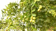 The Sidr tree is the sacred link between Judaism, Islam and ...