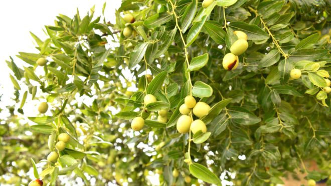 The Christ's thorn (sidr tree) is also a well-known folk medicine ...
